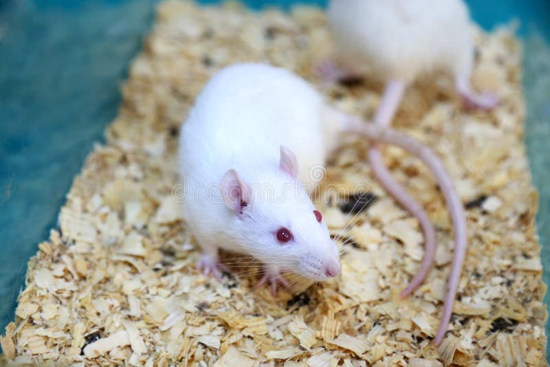 230 Baby Albino Rat Photos - Free & Royalty-Free Stock Photos from ...