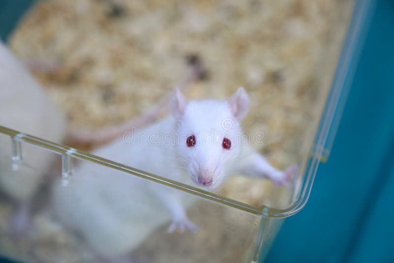 White (albino) Laboratory Rat Stock Photo - Image of baby, belly: 55672154