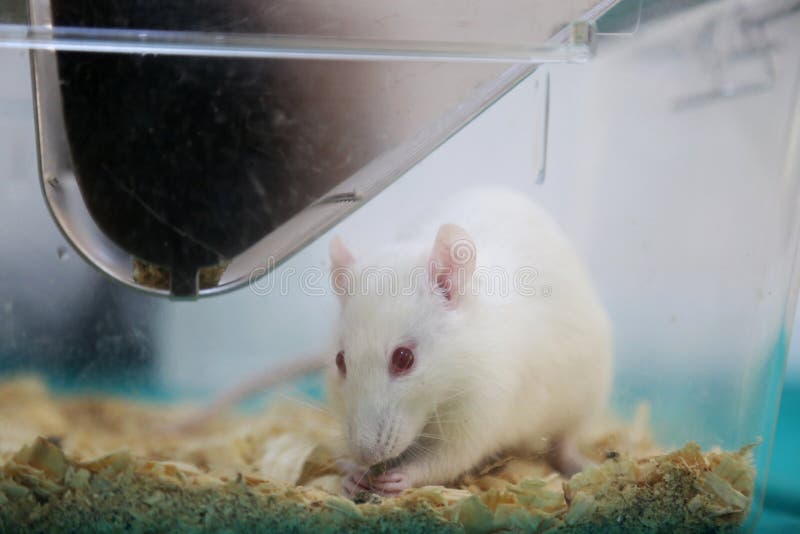 Albino Lab Rat (rattus Norvegicus) Trapped in Cage Stock Image - Image ...