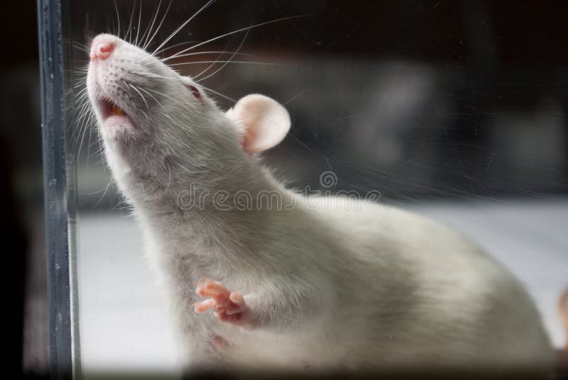 Albino Laboratory Rat Looking on Open Field Board Stock Photo - Image ...