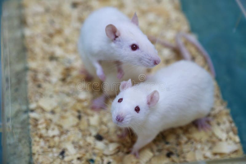 Baby White Rats