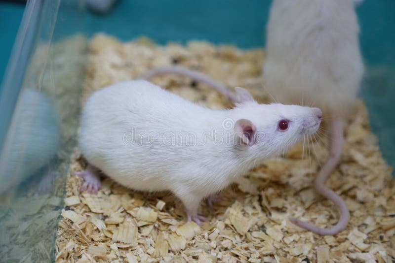 White (albino) Laboratory Rats Stock Image - Image of baby, animal ...