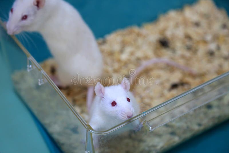 Laboratory rats cages stock photo. Image of body, albino - 70284112