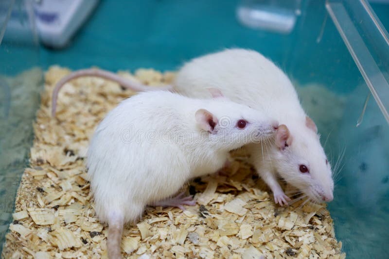 White (albino) Laboratory Rats Stock Image - Image of animal, acrylic ...