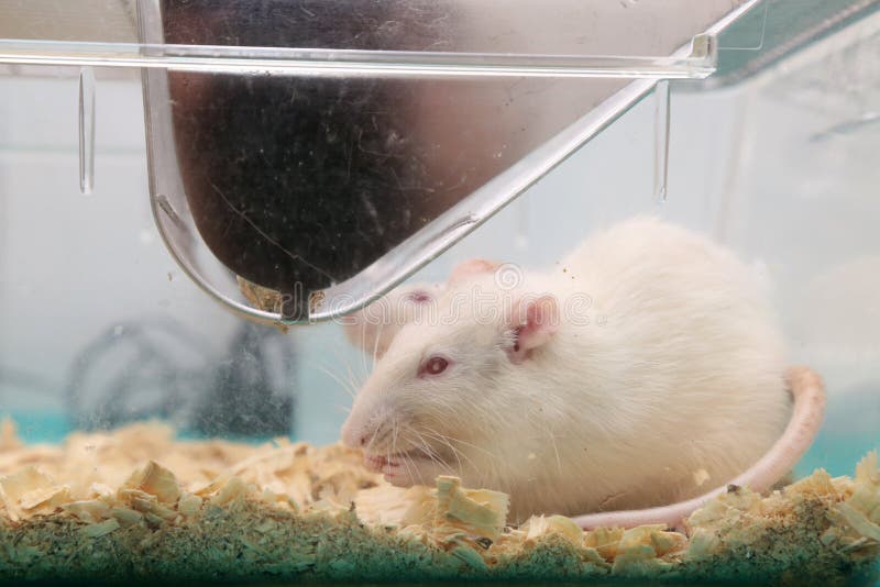 White (albino) Laboratory Rats Stock Photo - Image of cute, disease ...