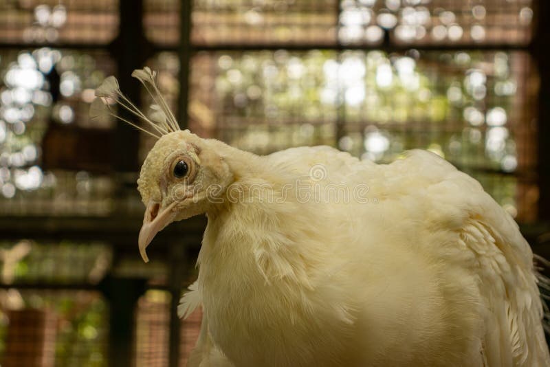 White Albino Peacock in Birdcage Stock Photo - Image of aviary, head ...