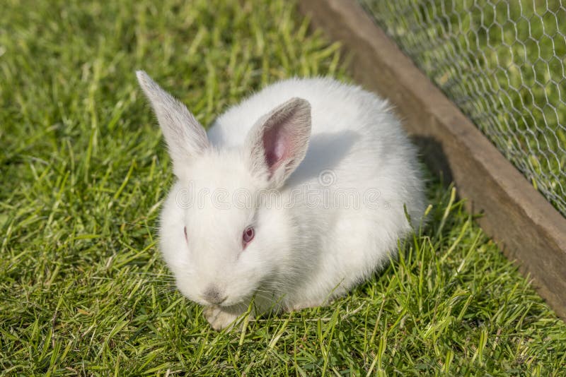 White albino rabbit stock photo. Image of albino, green - 41478484