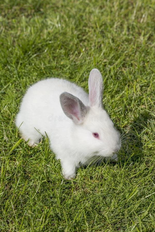 White albino rabbit stock photo. Image of animal, furry - 41478530