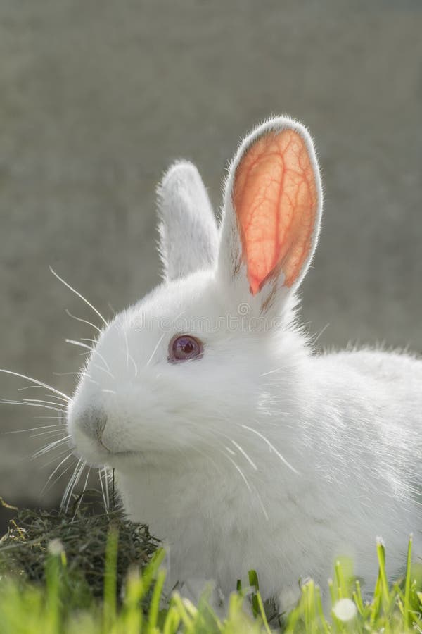 White albino rabbit stock photo. Image of albino, green - 41478484