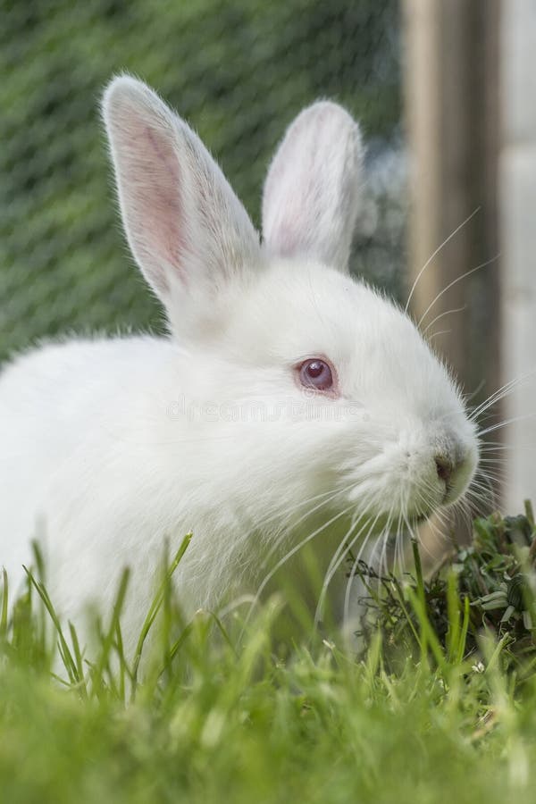 White albino rabbit stock photo. Image of albino, green - 41478484