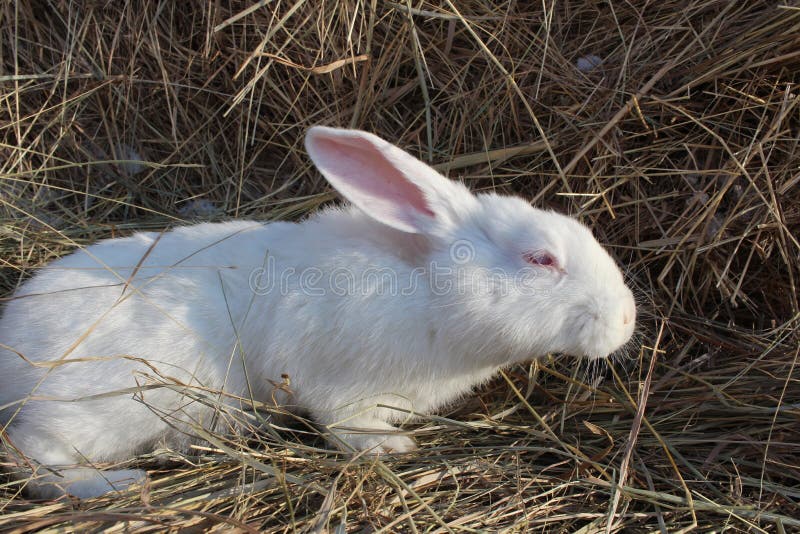 A White Albino Rabbit with Red Eyes Sits in the Hay on a Farm Stock ...