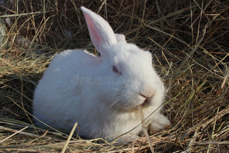 A White Albino Rabbit with Red Eyes Sits in the Hay on a Farm Stock ...