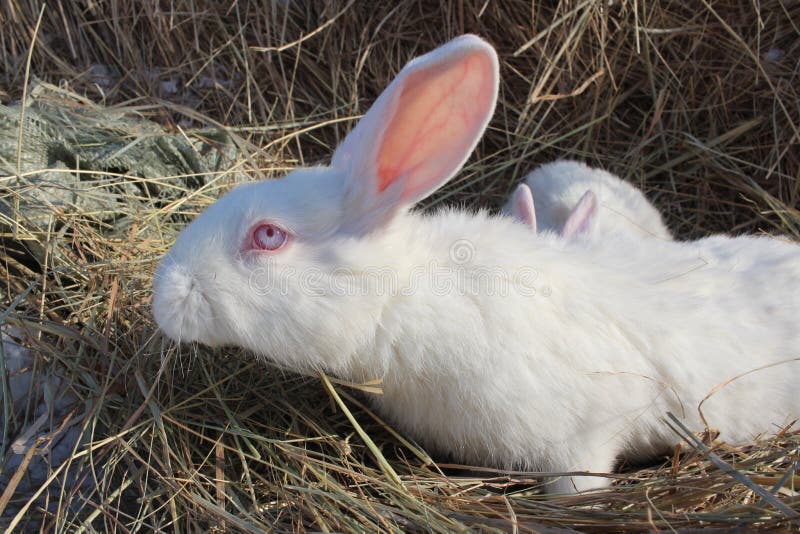 A White Albino Rabbit with Red Eyes Sits in the Hay on a Farm Stock ...