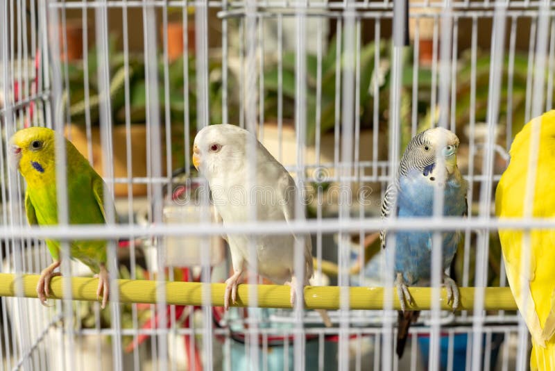 White Parakeet