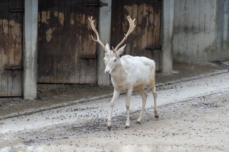285 Albino Buck Stock Photos - Free & Royalty-Free Stock Photos from ...