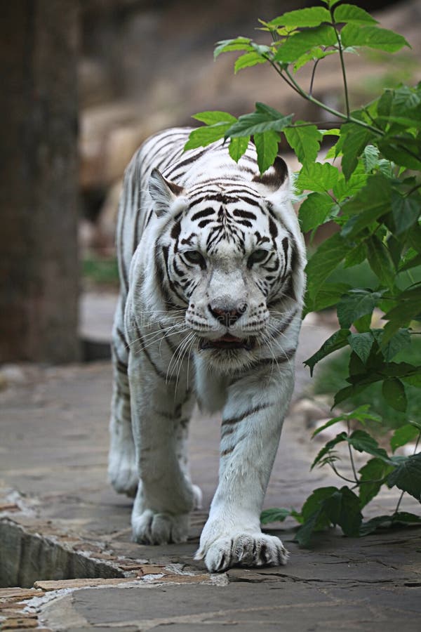 White albino tiger stock image. Image of feline, head - 55326713