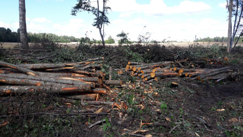 White alder firewood stock photo. Image of forest, white - 284588100