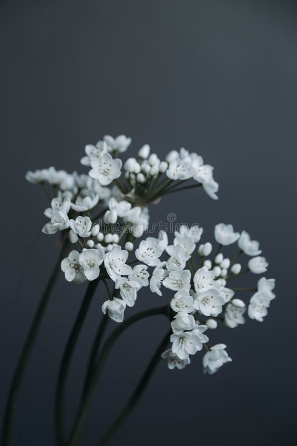 White alias stock image. Image of heart, aruncus, bush - 326590153