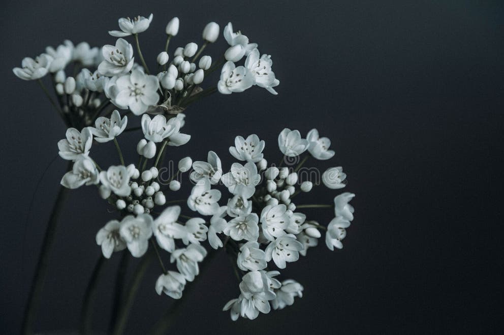 White alias stock image. Image of eustoma, cartamus - 326590157