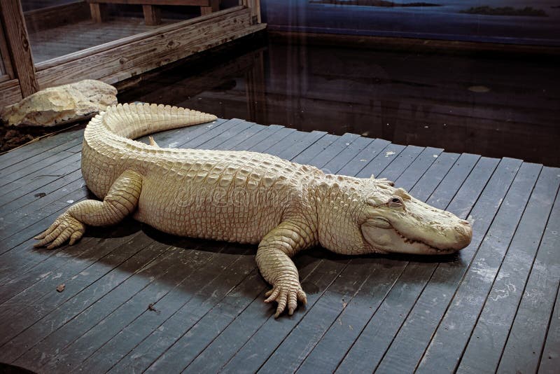 White Gator stock image. Image of nature, amphibious, animal - 9350247