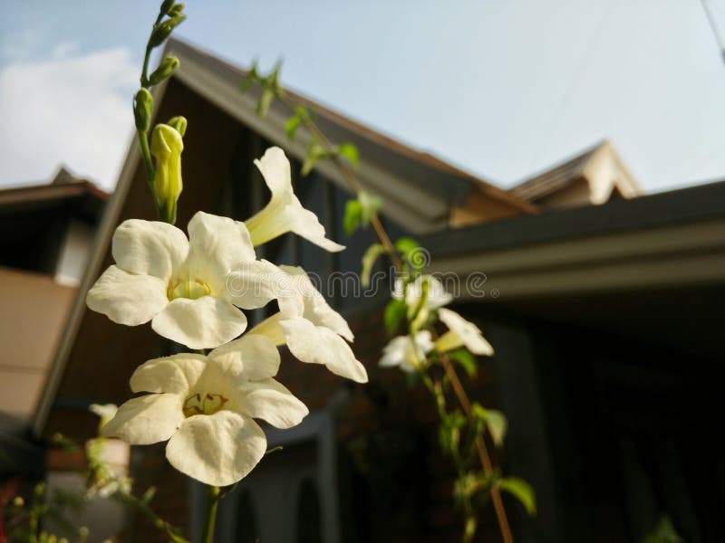 White Allamanda and Palm Tree. Stock Photo - Image of province, brunch ...