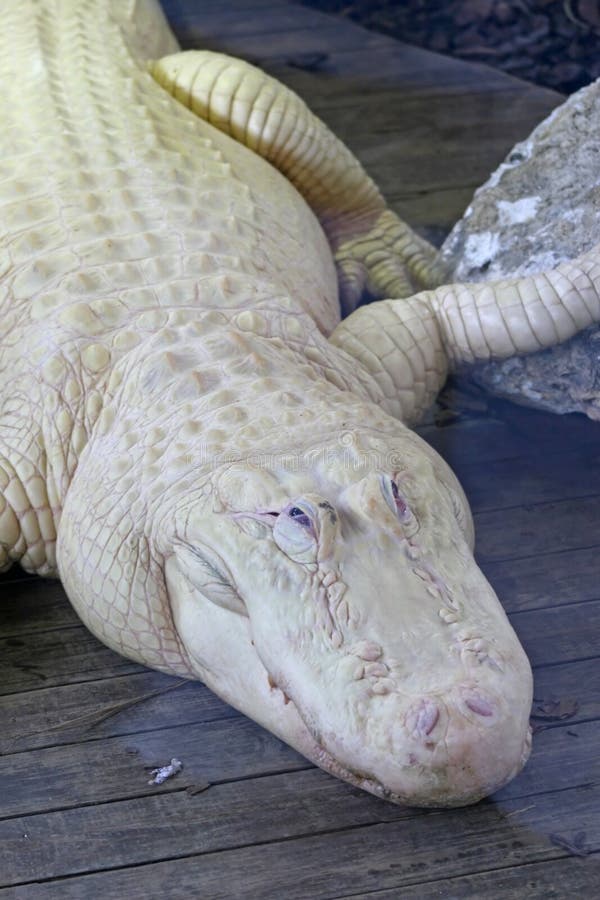White Alligator stock photo. Image of dangerous, alligator - 20248456