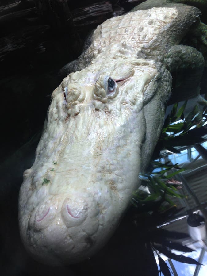 White alligator stock photo. Image of alligator, orleans - 71435384