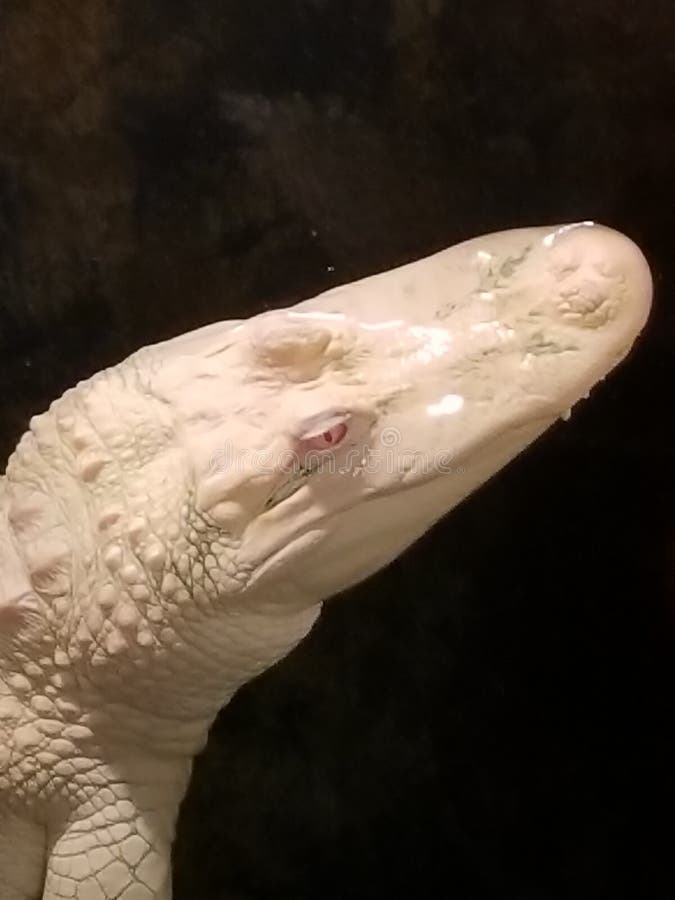 White alligator stock image. Image of aquatic, wild - 114747079