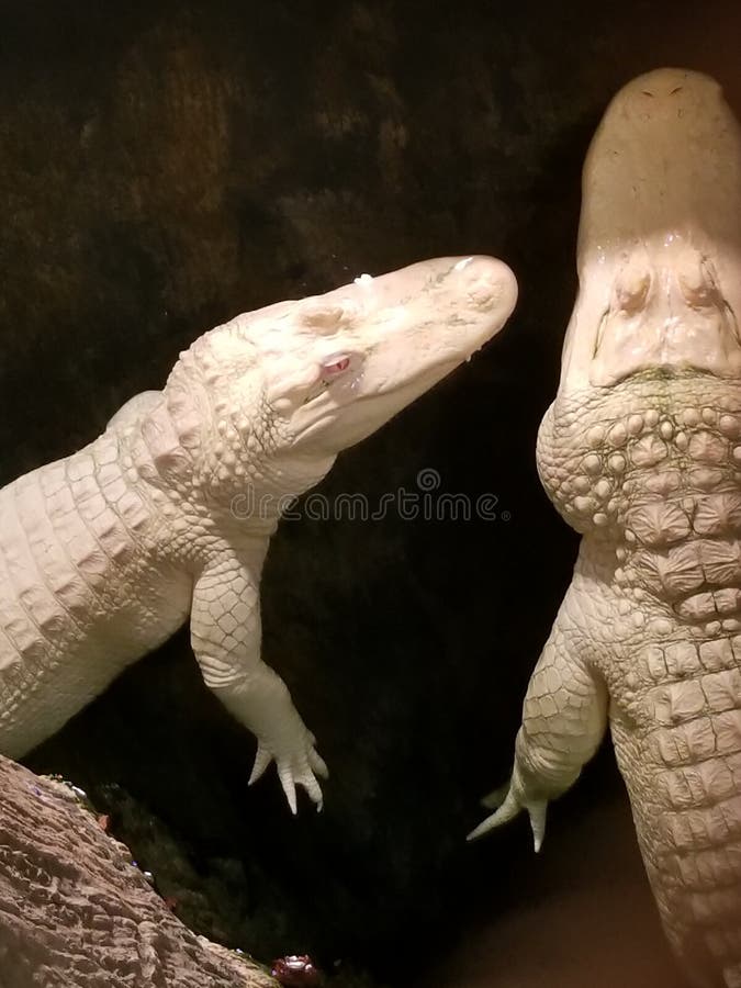 White alligator stock image. Image of aquatic, alligator - 114747103