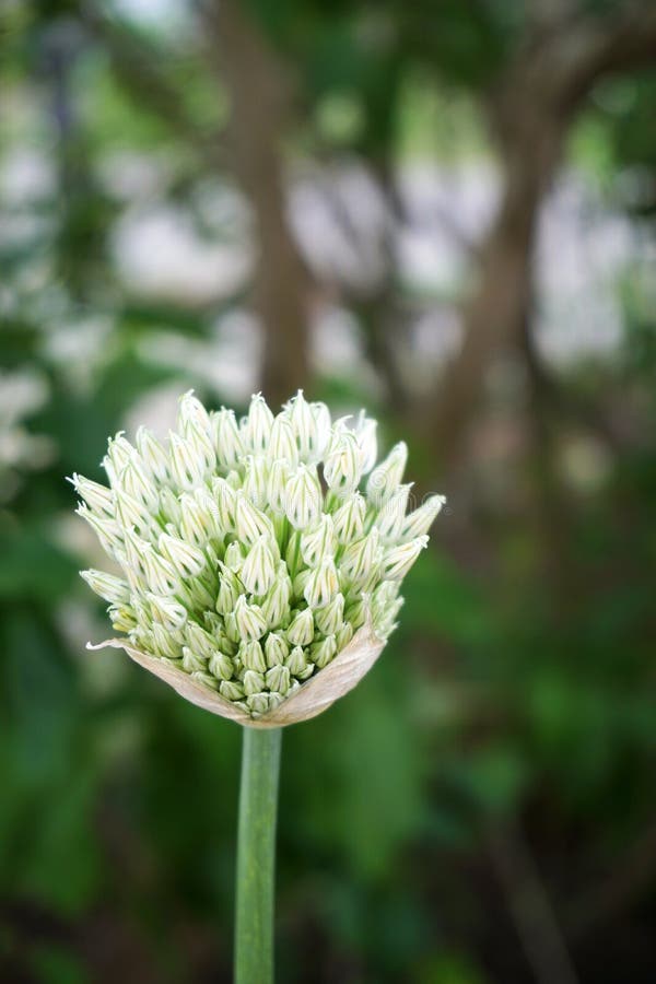 White Allium Flower in a Green Garden Stock Image - Image of trees ...