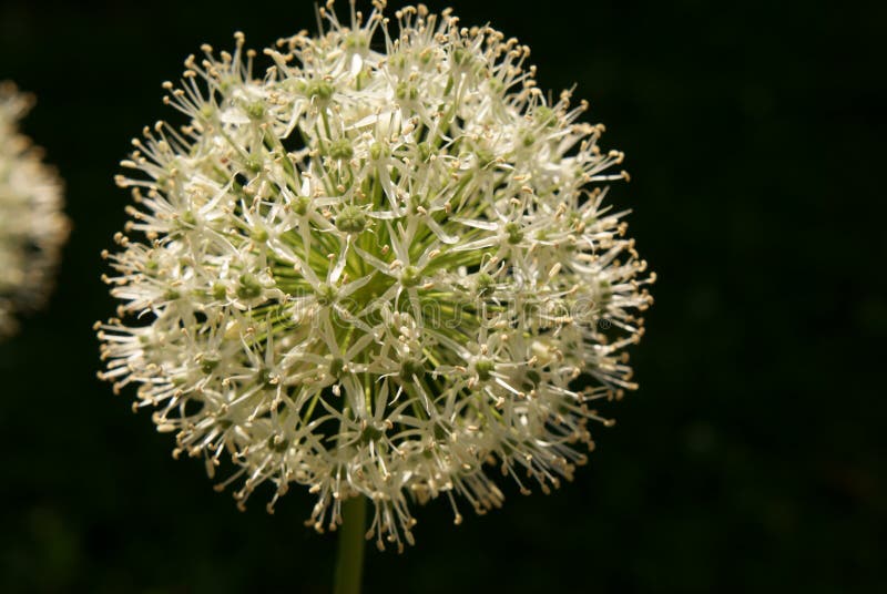 White Allium Flowers stock photo. Image of garlic, shallot - 153848048