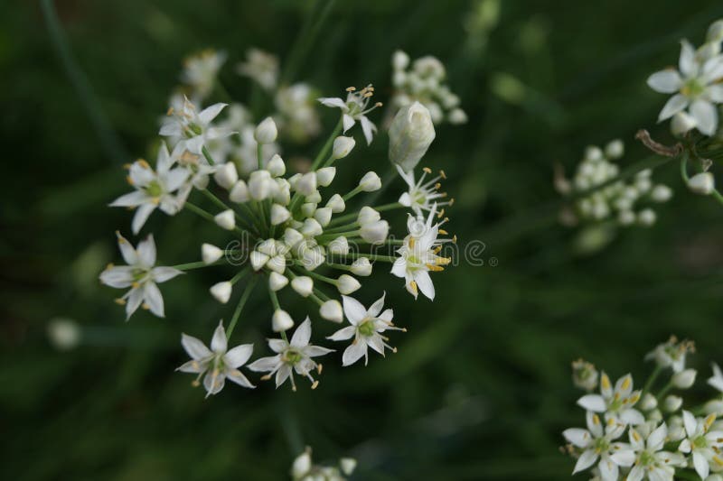 White Allium Flowers stock photo. Image of chive, green - 153847752