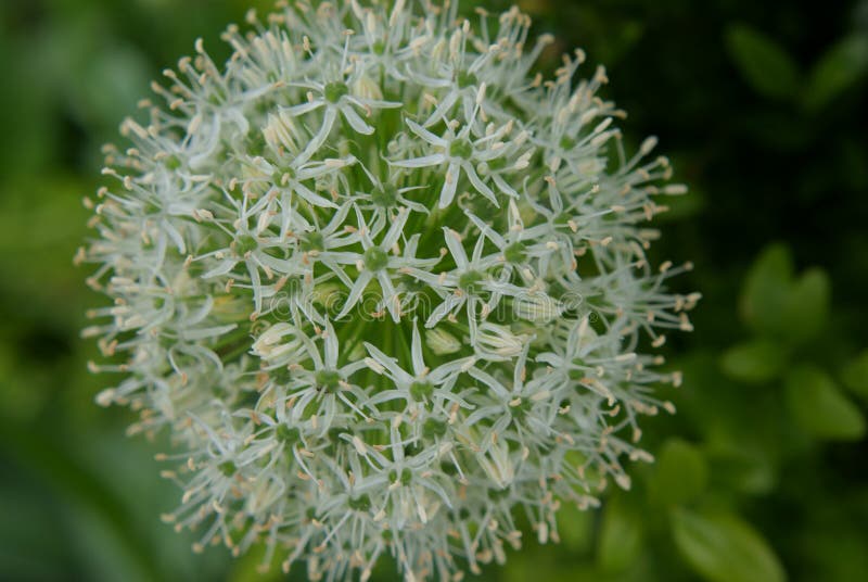White Allium Flowers stock photo. Image of flowers, leek - 153848006