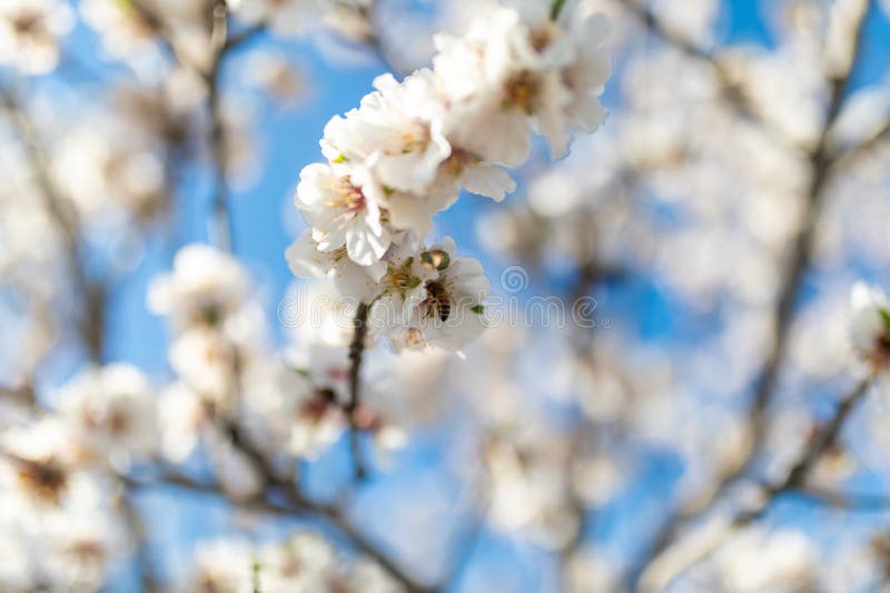 A Bee Flying Inside the Branches of an Almond Tree Stock Image - Image ...