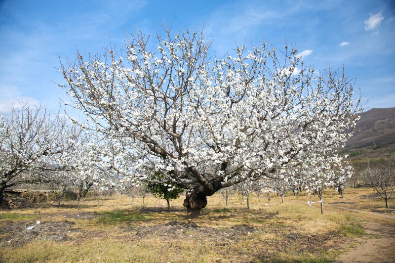 White almond tree stock image. Image of landscape, cultivation - 10660181