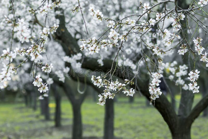 White Almond Tree Flowers at Park Stock Photo - Image of park, almond ...