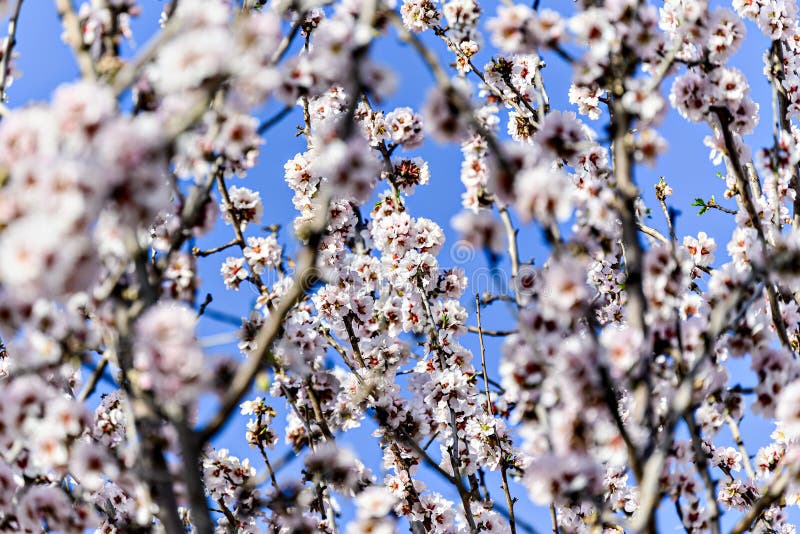 White Almond Tree Flowers in Spring. Almond Fields Stock Photo - Image ...