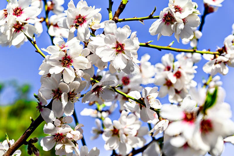 White Almond Tree Flowers in Spring. Almond Fields Stock Image - Image ...