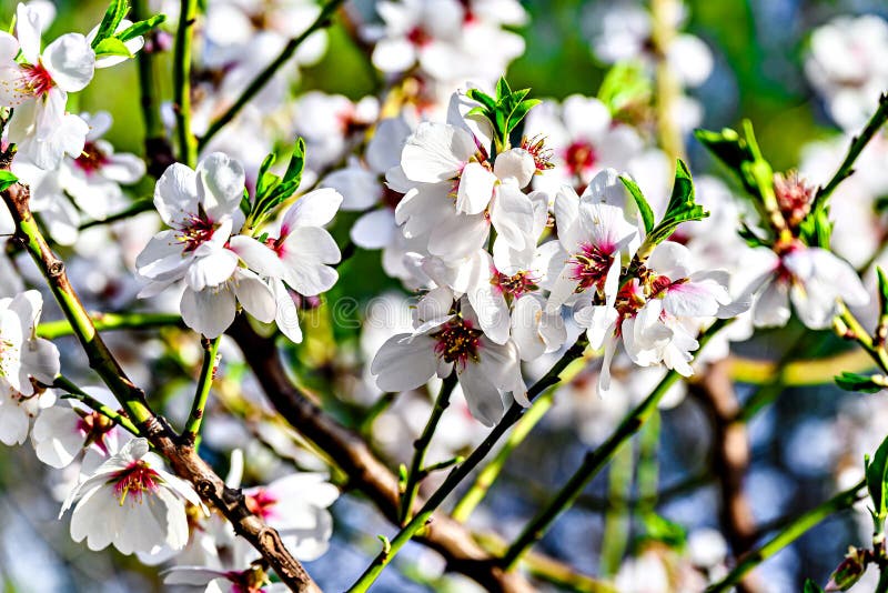 White Almond Tree Flowers in Spring. Almond Fields Stock Image - Image ...