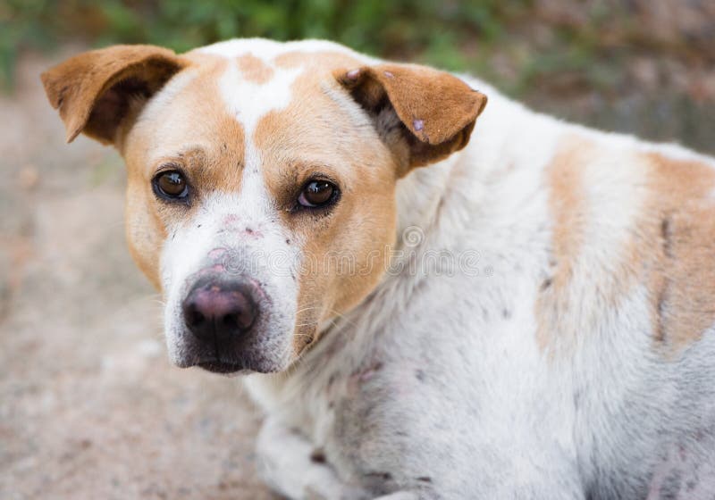 White Alone Stray Dog on Street. Stock Image - Image of happy, black ...