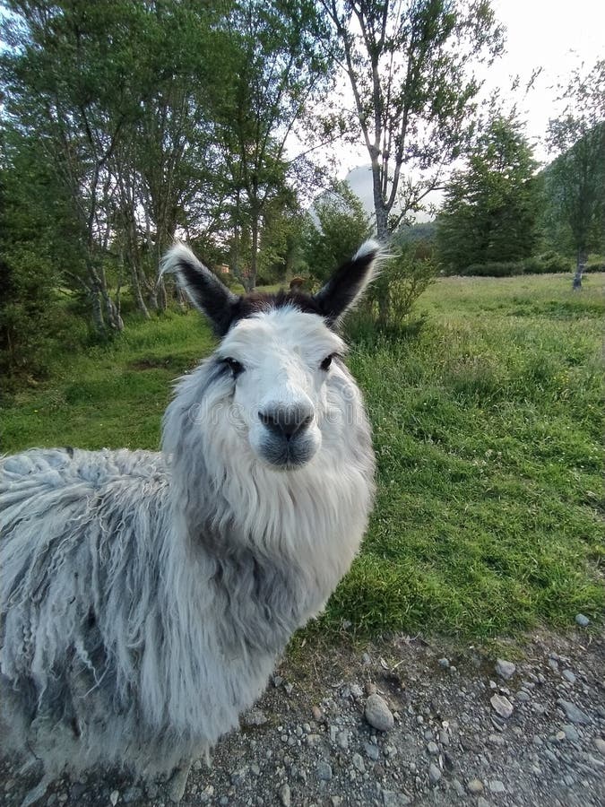 White Alpaca, Animal Lifestyle Stock Image - Image of animal, white ...