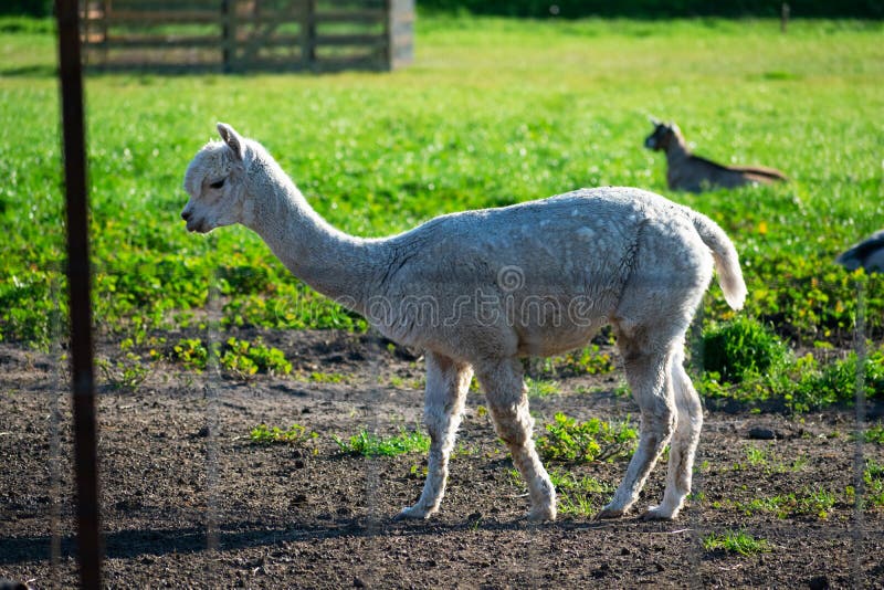 White Alpaca Behind Blurred Fence. Side View Stock Image - Image of ...