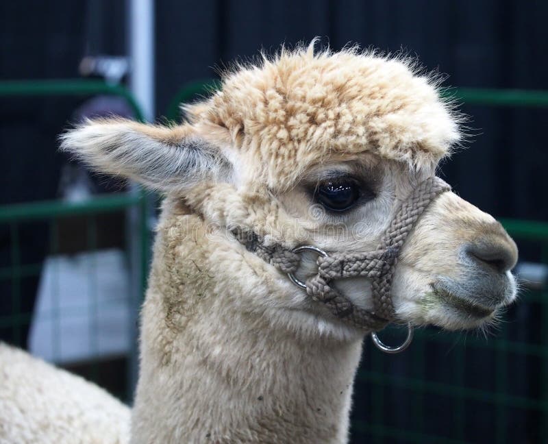 White Alpaca stock photo. Image of sheer, spin, alpaca - 46697680