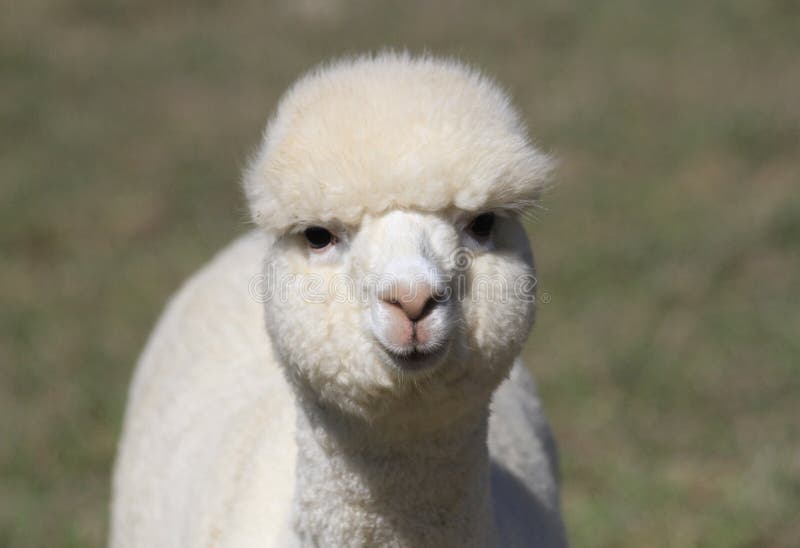 White alpaca face stock image. Image of feed, herd, cria - 34333545
