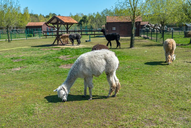 White Alpaca on the Farm. Portrait of an Alpaca in a Paddock Stock ...