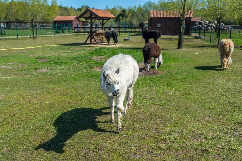 White Alpaca on the Farm. Portrait of an Alpaca in a Paddock Stock ...
