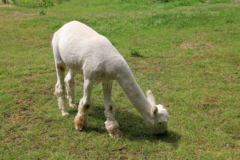 White Alpaca stock photo. Image of flora, wilderness - 38797044