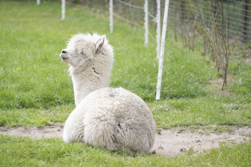 White Alpaca, a White Alpaca Lie Down in a Green Meadow. Selective ...