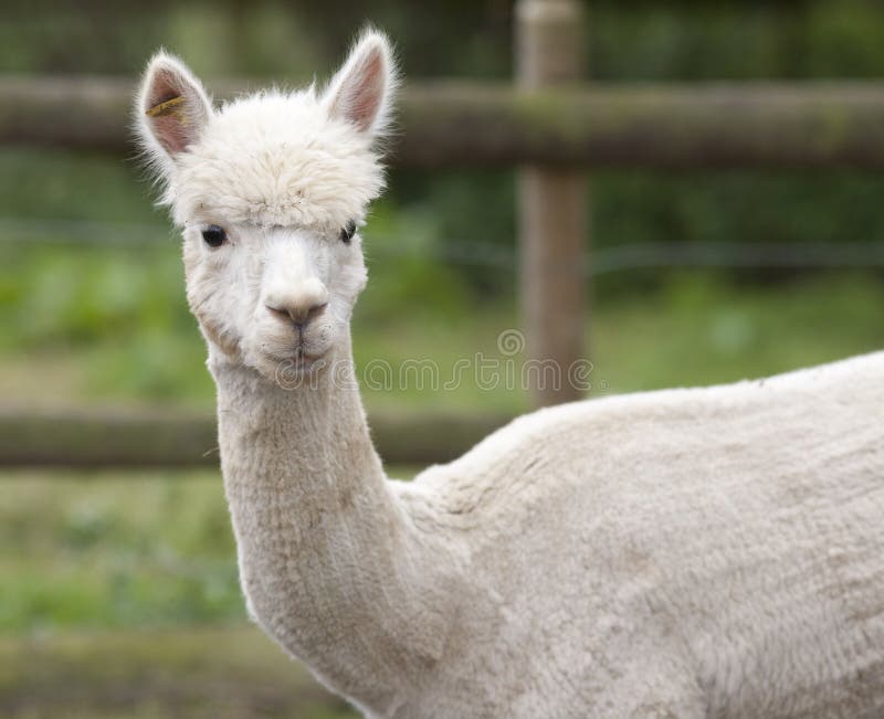 A White Alpaca in an Outdoor Enclosure Stock Photo - Image of brown ...