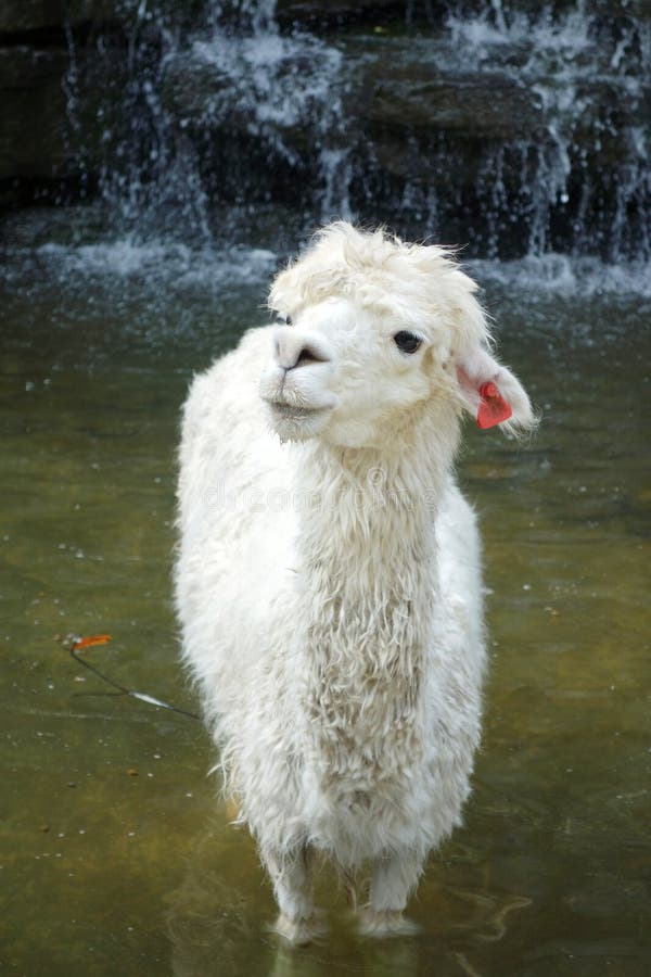 Alpaca stock photo. Image of mammal, domesticated, nature - 33298676